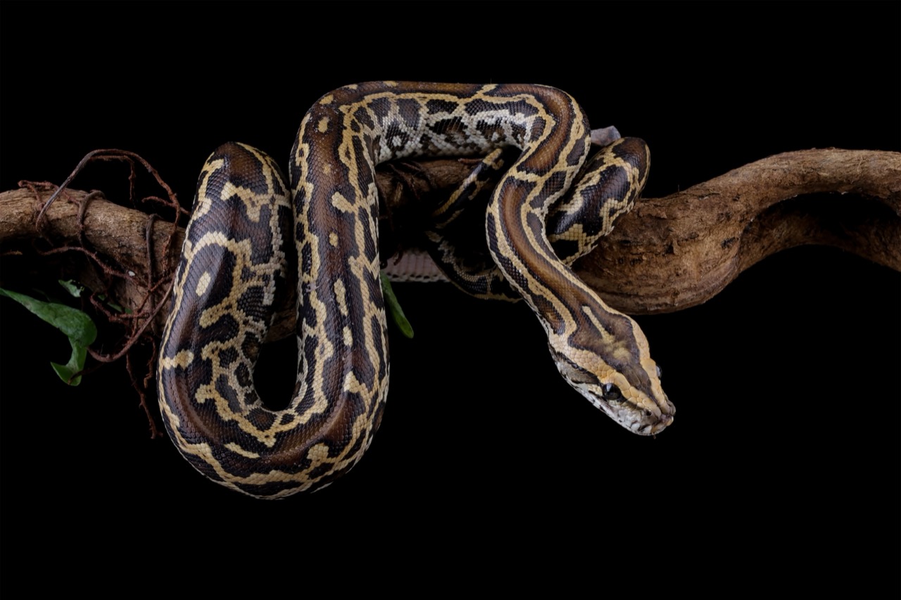 The Slithering Secrets of the Burmese Python | Quiz Animals