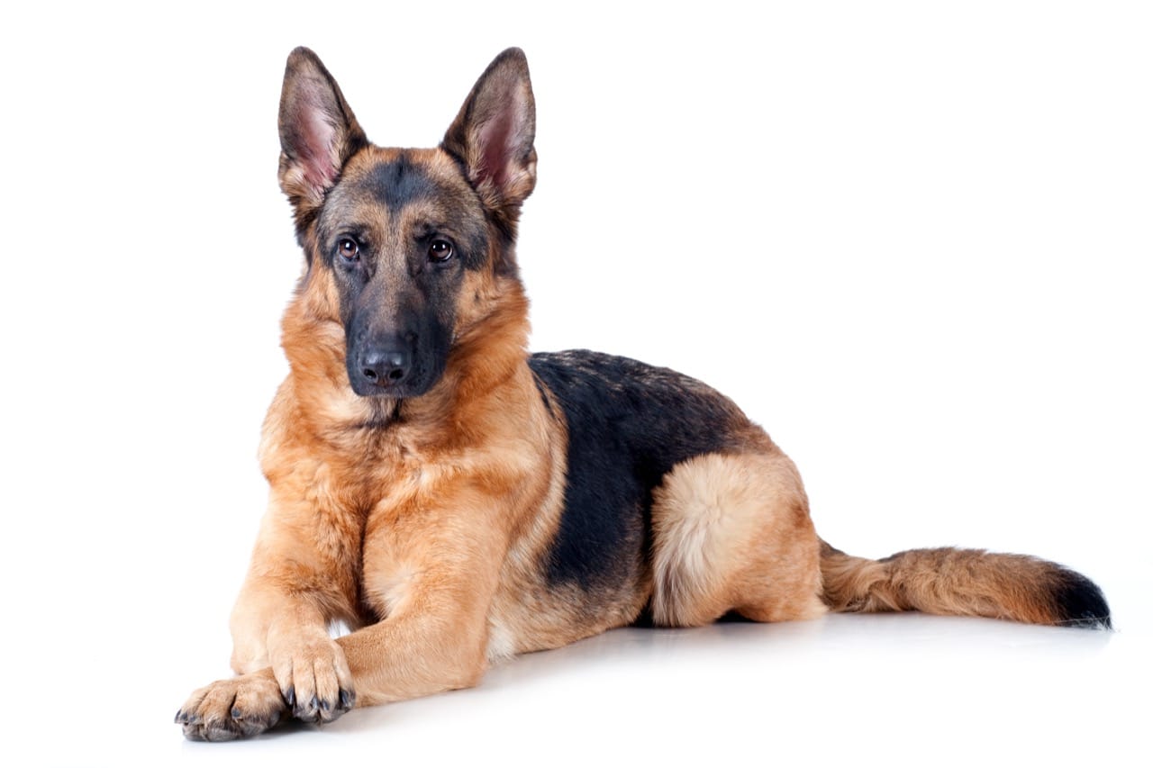 Which German Shepherd World Are You From? Working Lines, Show Rings ...